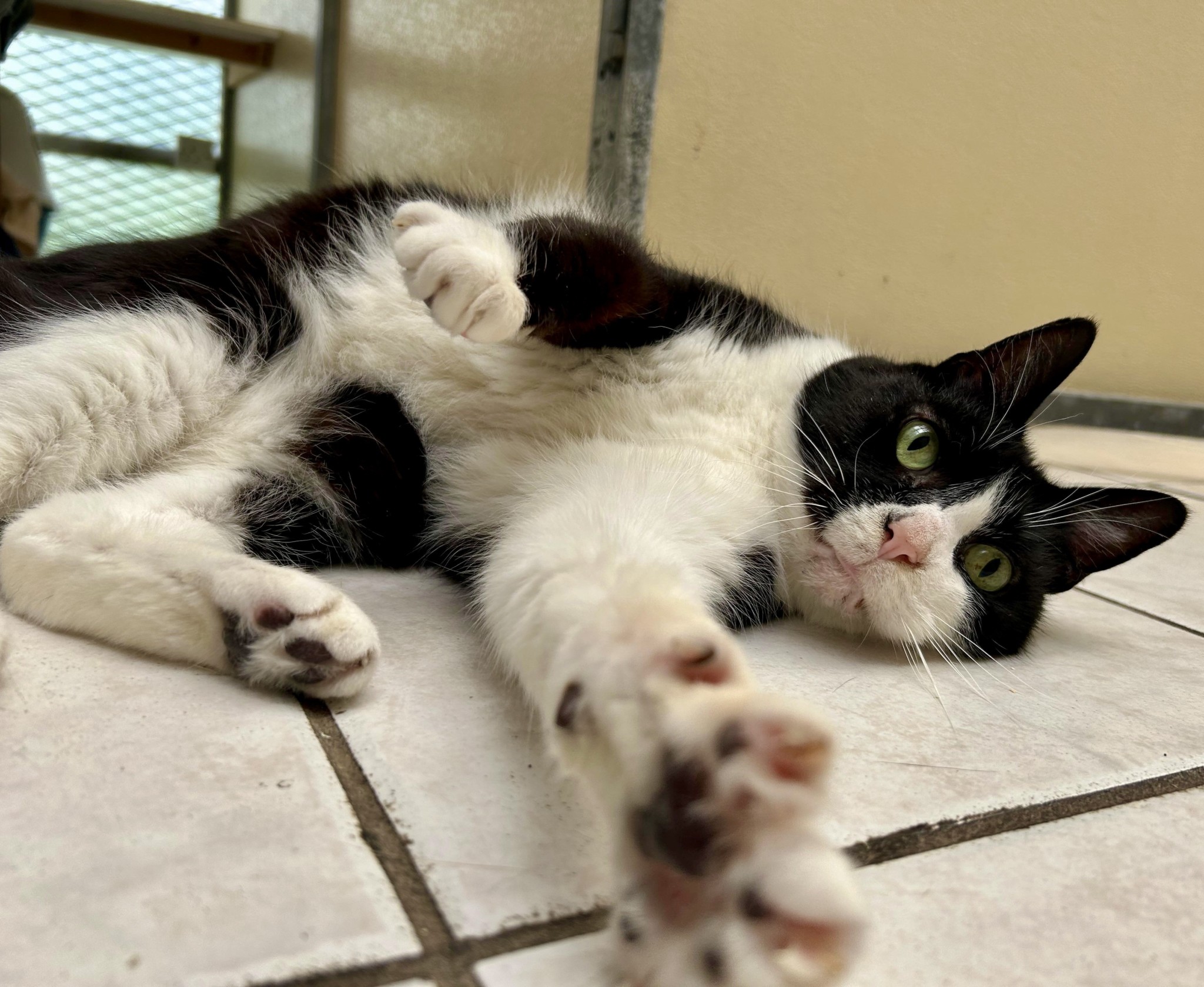 Animals For Adoption - RSPCA East Berkshire Branch